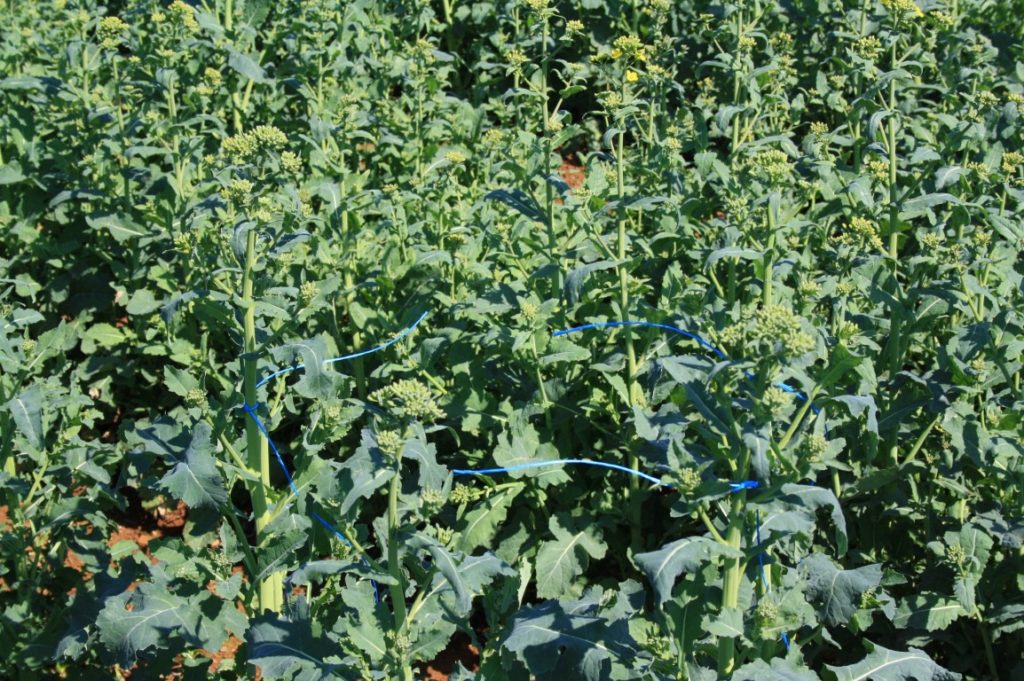 45 years of rapeseed breeding finally pays off – Agri-hub